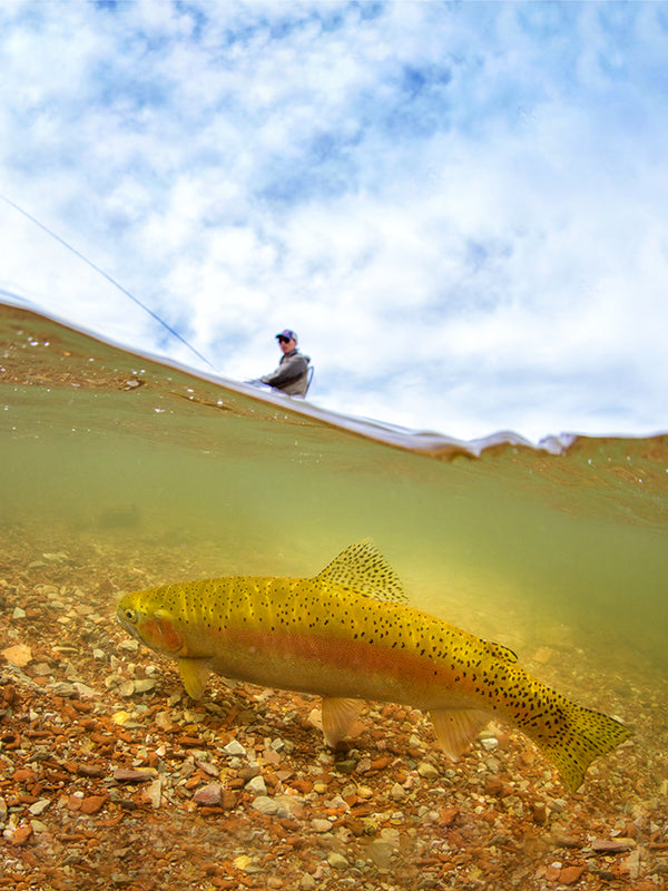 Tactical Performance Fly Rods and Reels – Diamondback Fly Rods