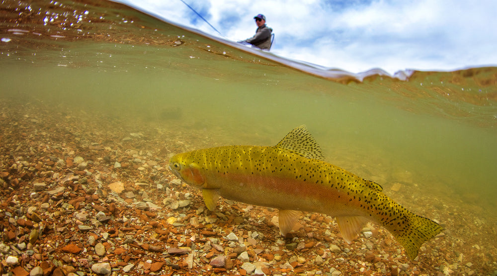 Tactical Performance Fly Rods and Reels – Diamondback Fly Rods